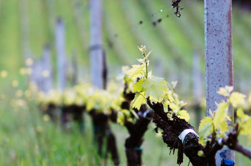 Varnaccia di San Gimignano Wine Region - Tuscan Wine School | Tuscany ...